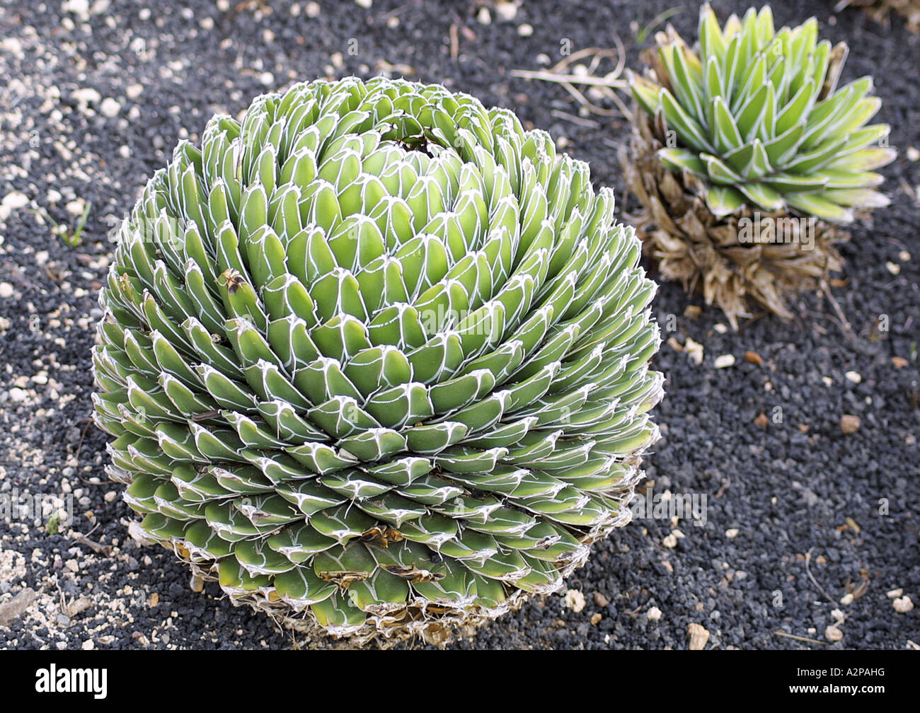 Royal Agave (Agave victoria-reginae), with name plate in a botanical ...