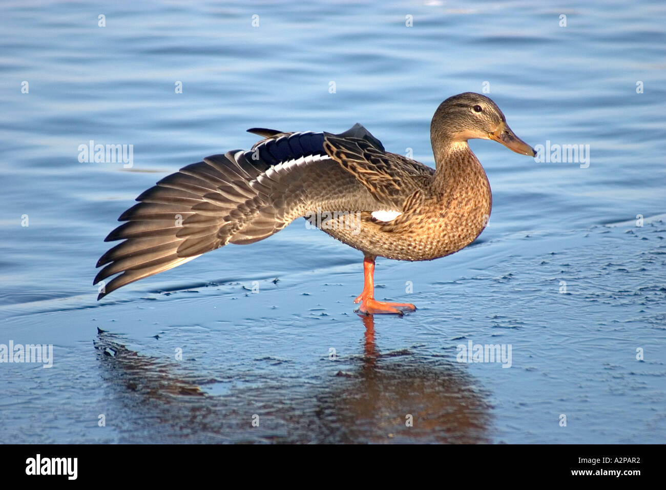 One legged ducks hi-res stock photography and images - Alamy