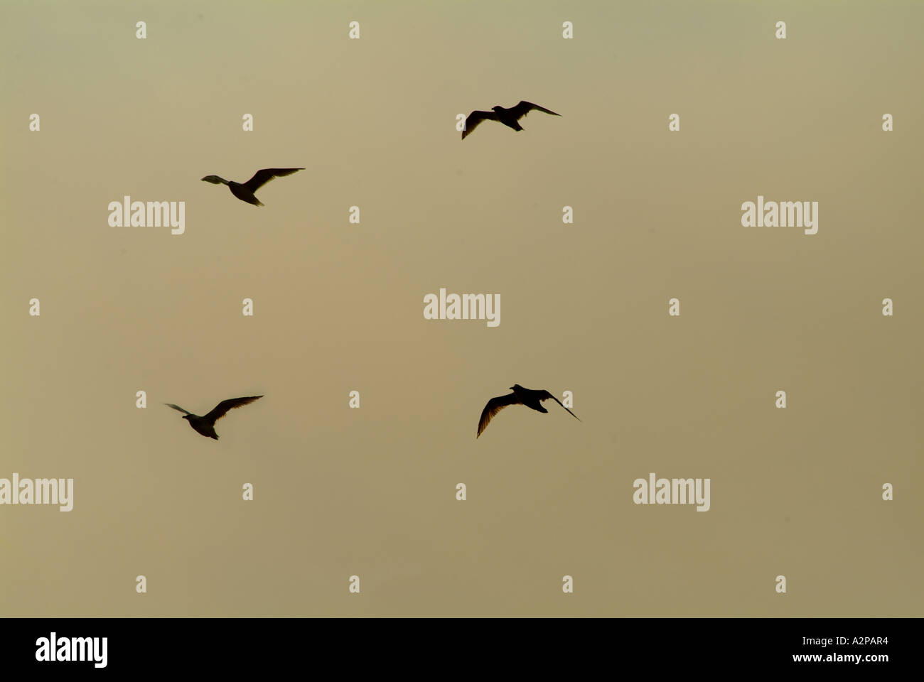 Four birds flying in square formation Stock Photo - Alamy