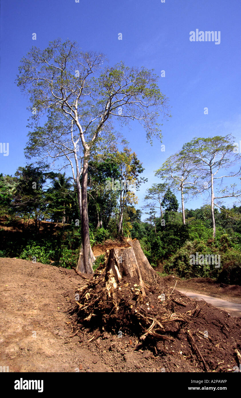Harmed by deforestation hi-res stock photography and images - Alamy