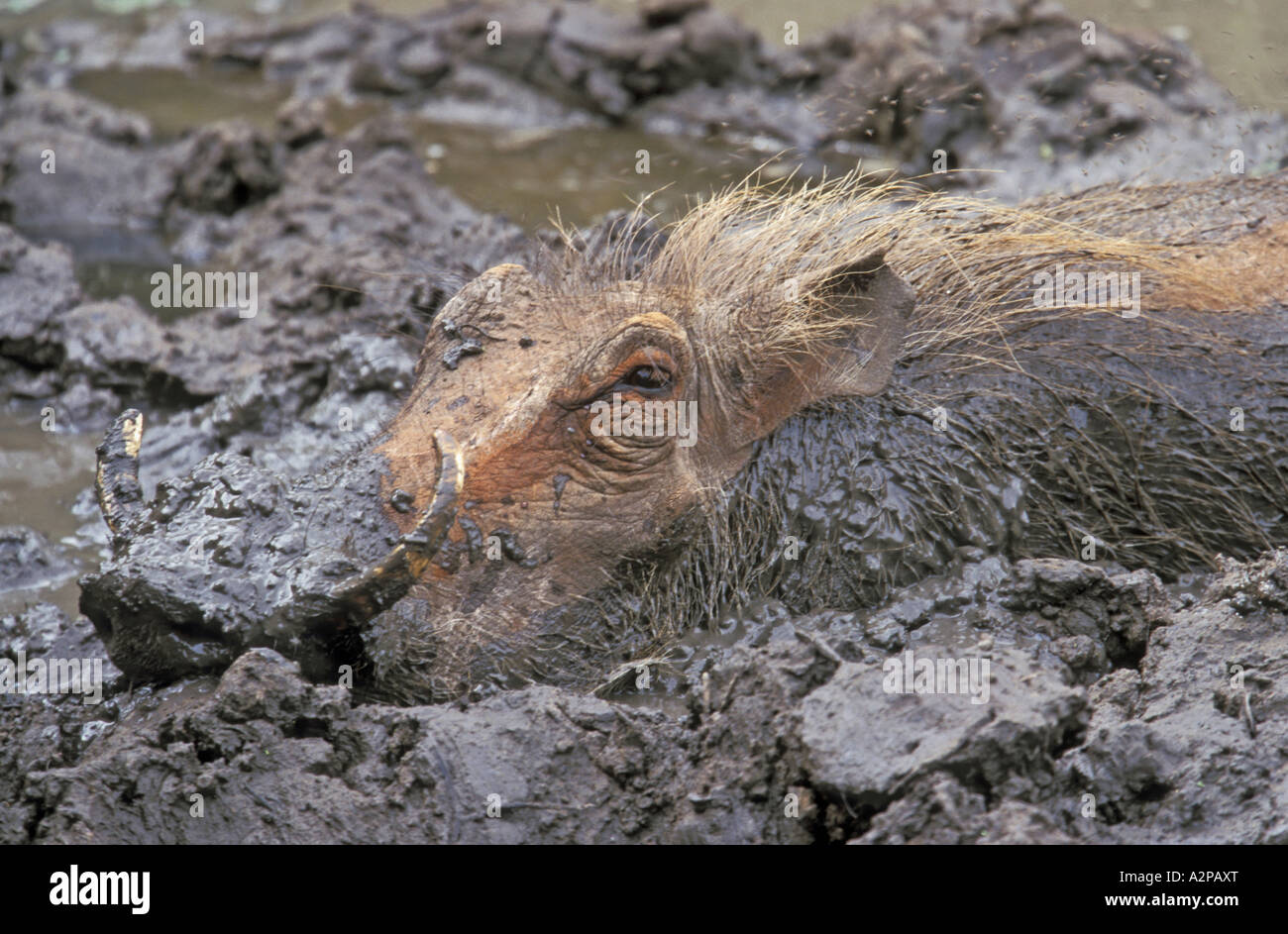 common warthog, savanna warthog (Phacochoerus africanus), in the wallow ...