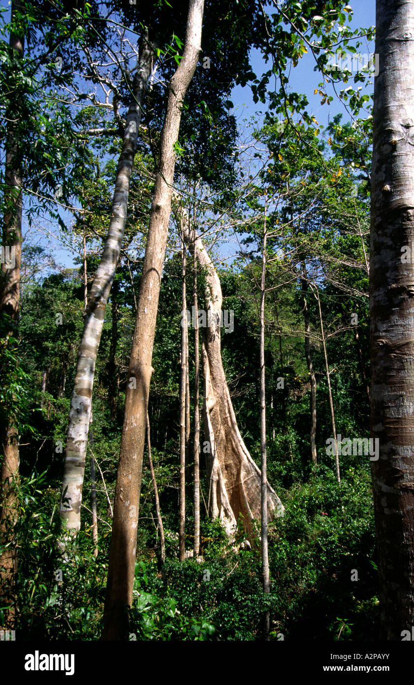 India South Andaman Island forest buttressed tree Stock Photo - Alamy