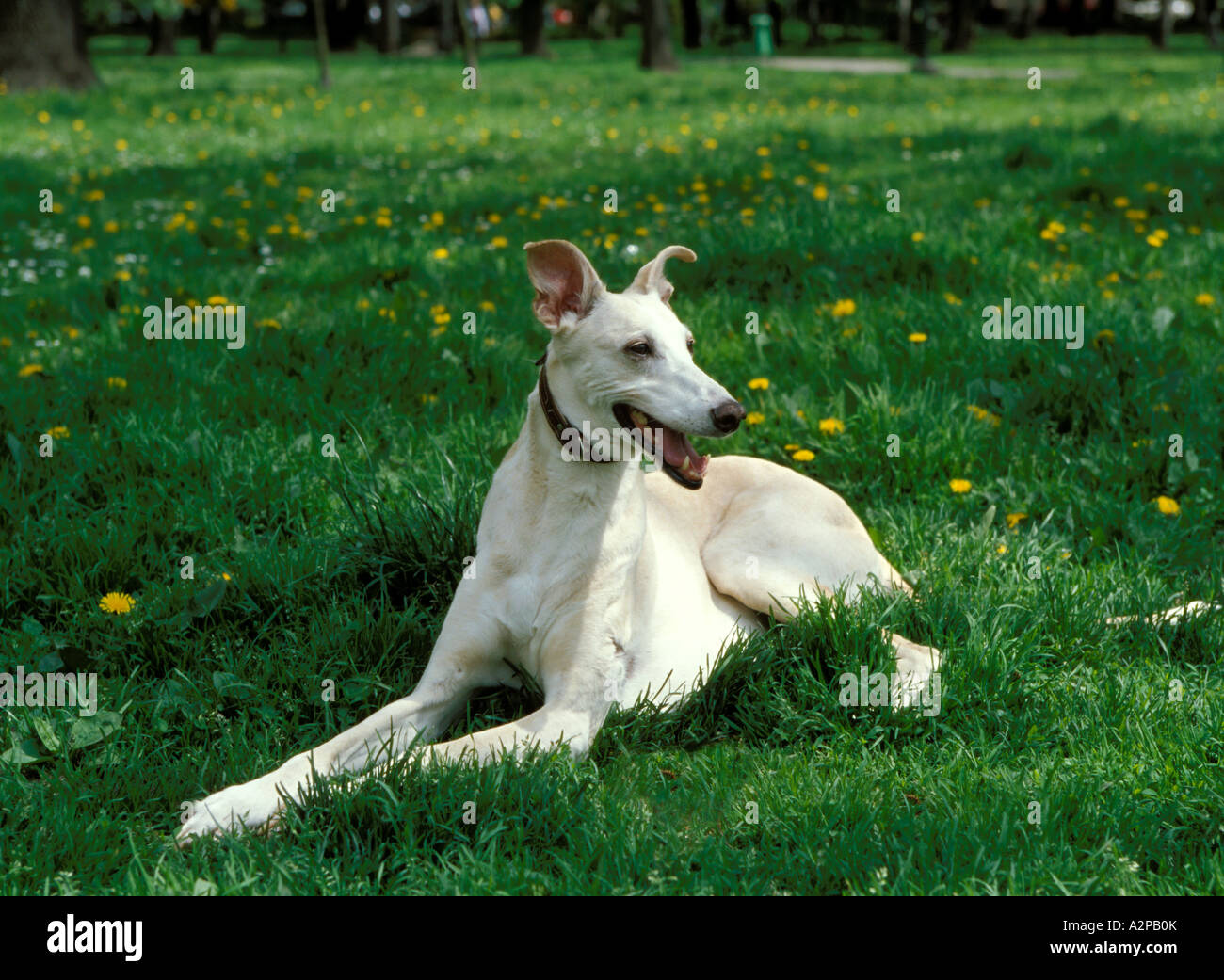 Polish Hound Dog lying on grass Stock Photo - Alamy
