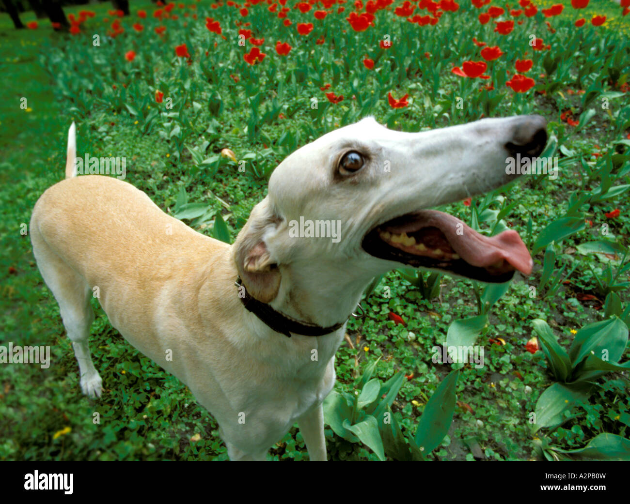 Polish Hound Dog close up Stock Photo - Alamy