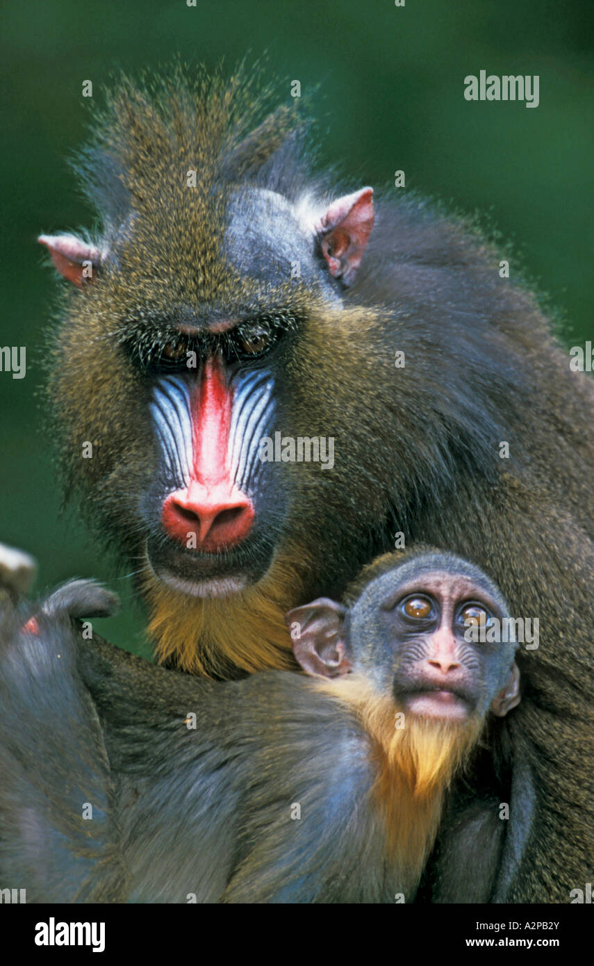mandrill (Papio sphinx, Mandrillus sphinx), male with pup Stock Photo ...