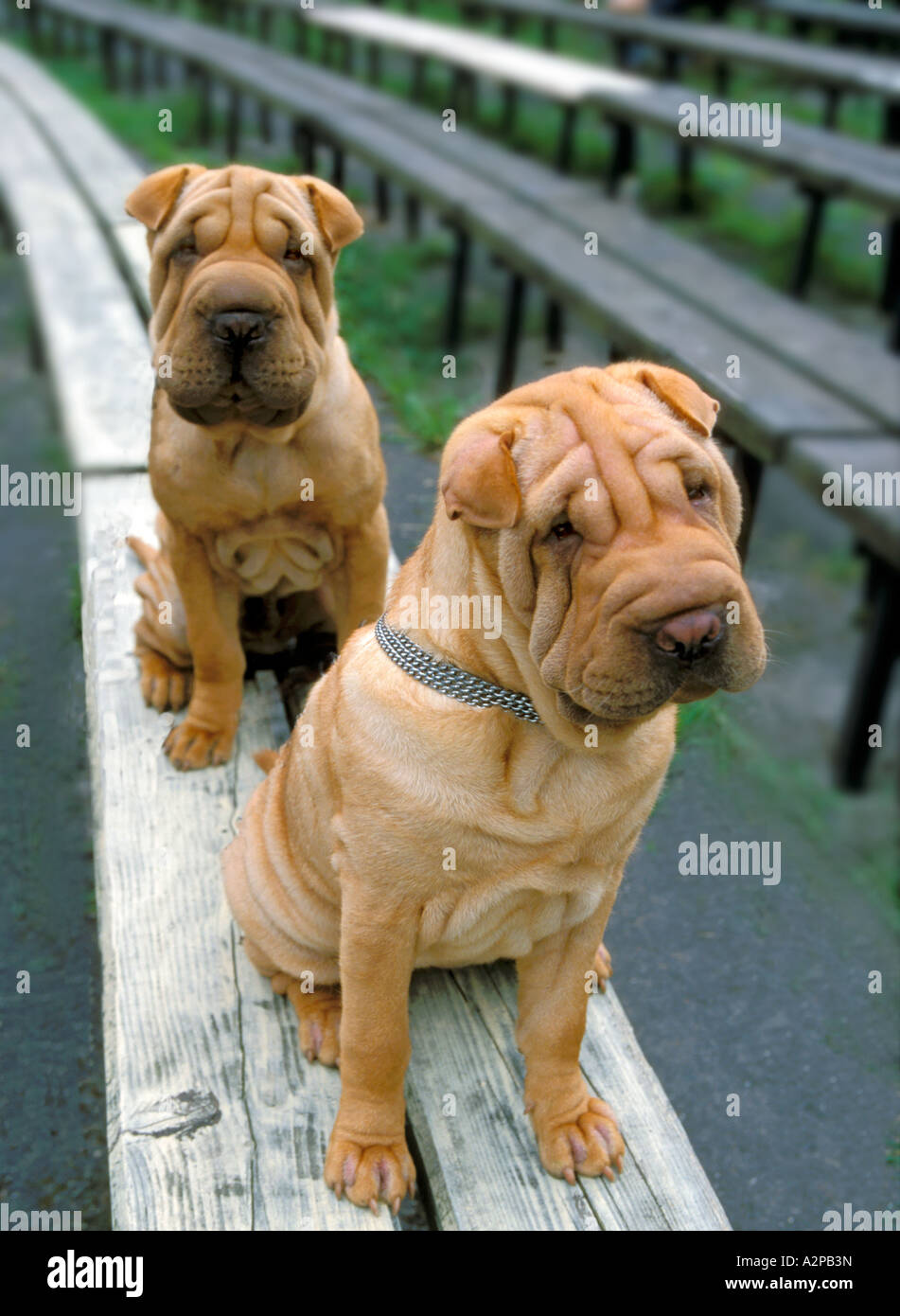 Chinese Shar Peis Dogs on bench Stock Photo - Alamy