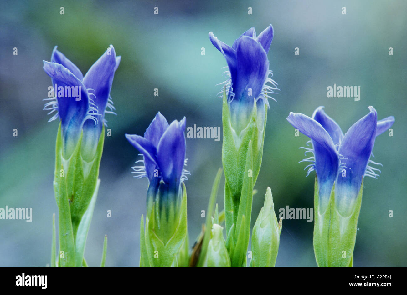 Gentiana germanica (Gentiana germanica), blossoms, Germany, North Rhine ...