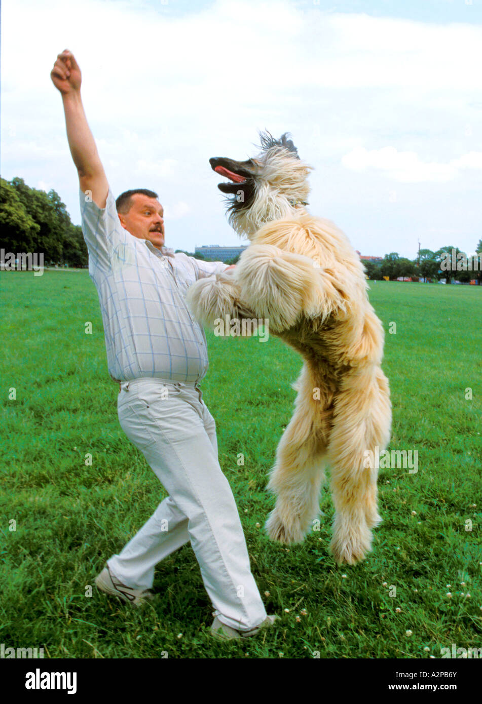 Afghan Hound Dog jumping man Stock Photo - Alamy