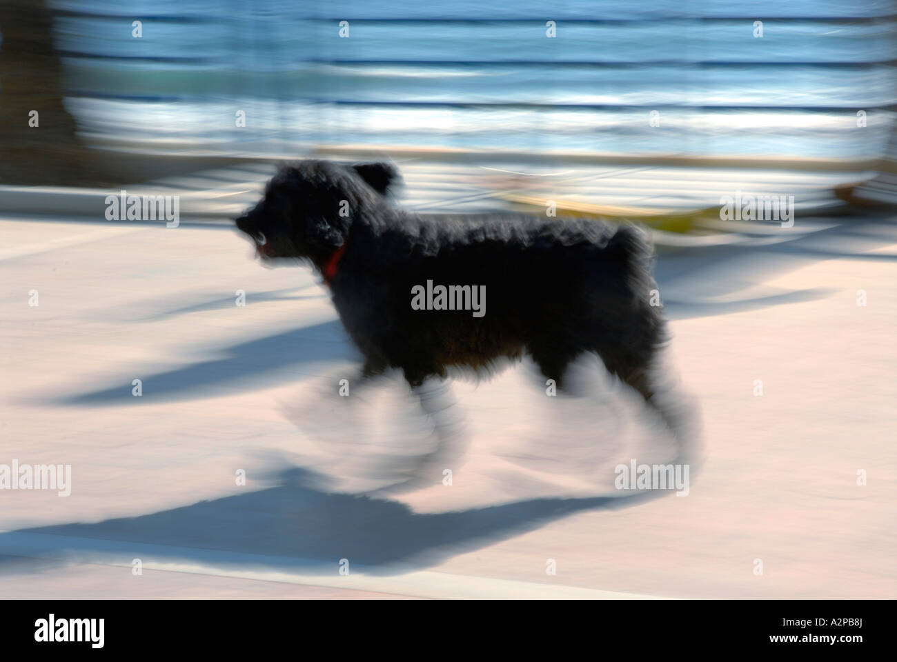 black dog walking Stock Photo - Alamy
