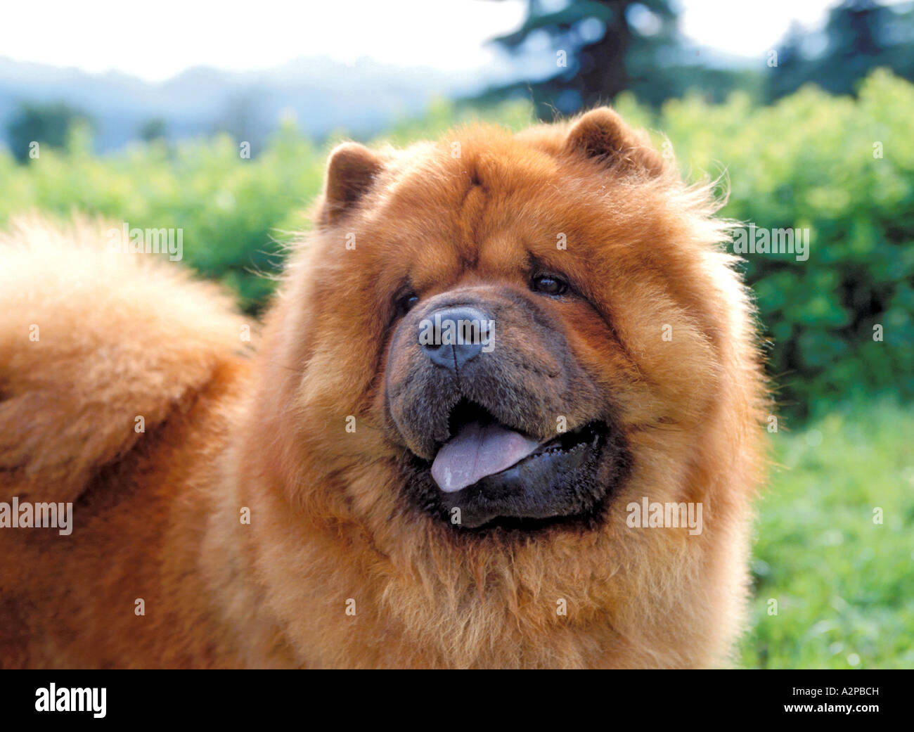 Chow Chow Dog portrait Stock Photo - Alamy