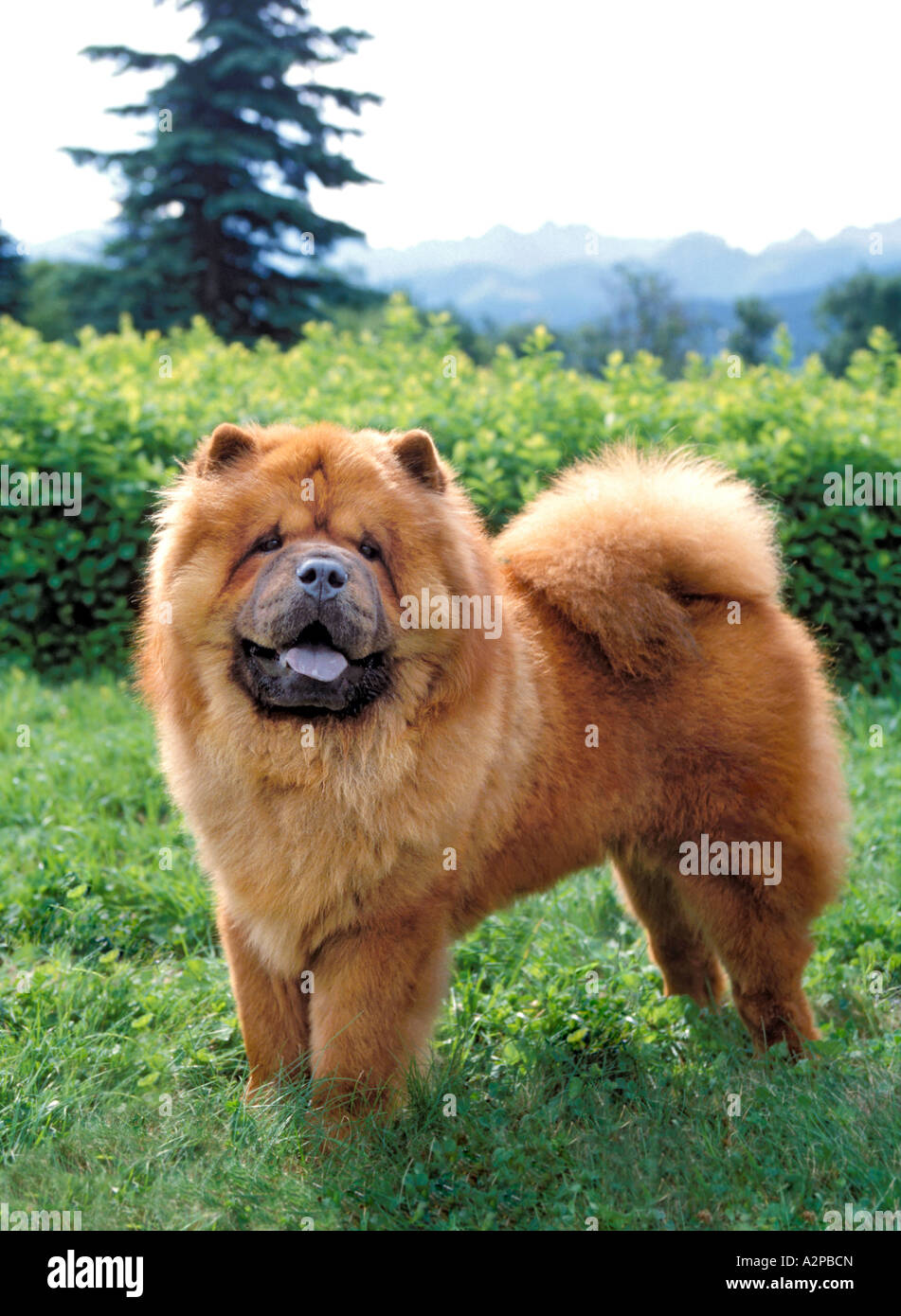 Chow Chow dog standing on grass Stock Photo - Alamy