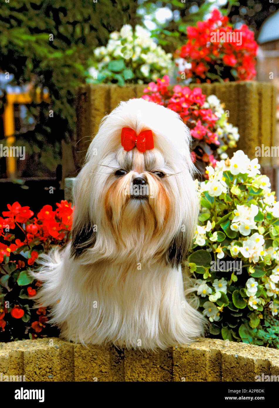 Shih Tsu dog with red ribbon standing portrait Stock Photo - Alamy
