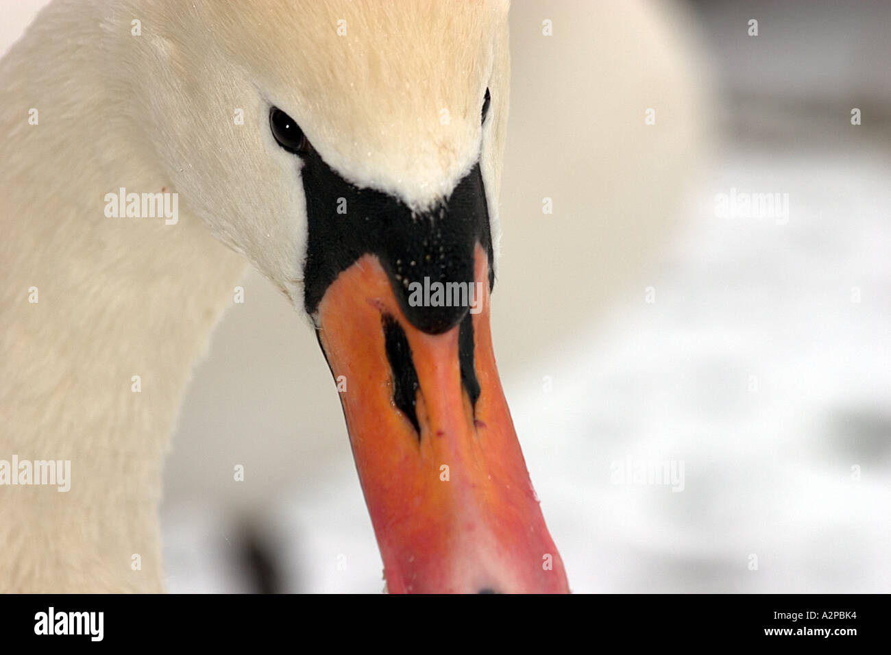 Parts of a swan head hi-res stock photography and images - Alamy
