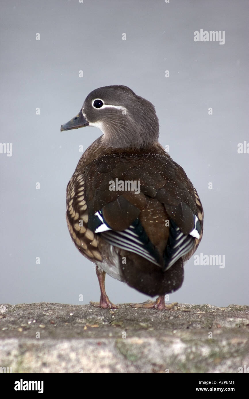 Mandarin Duck Hen High Resolution Stock Photography and Images - Alamy