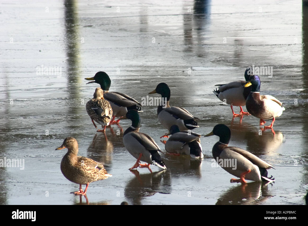 Canards pond hi-res stock photography and images - Alamy