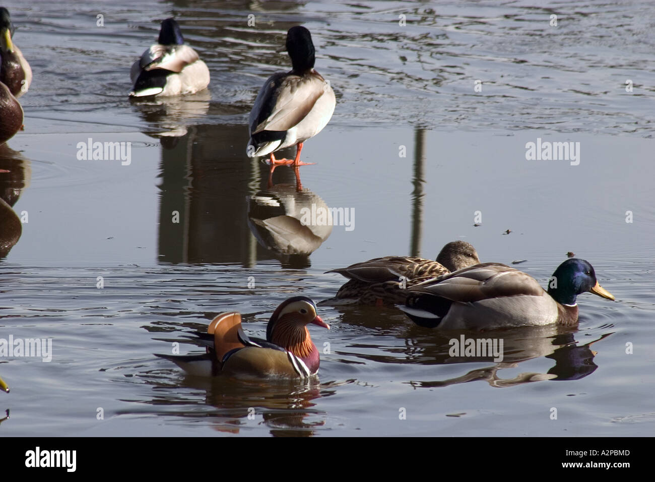 Canards pond hi-res stock photography and images - Alamy