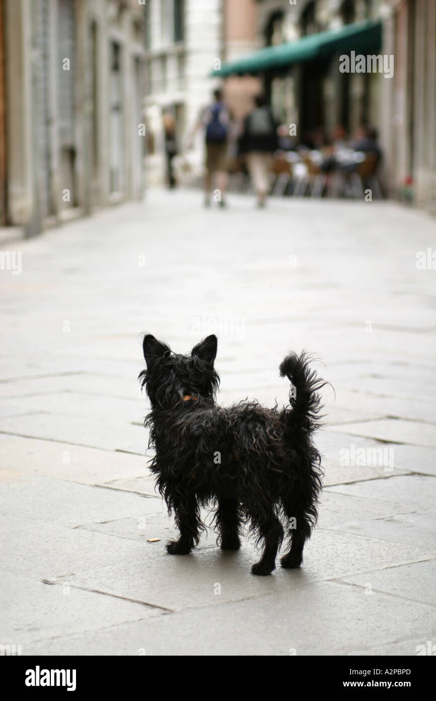 dog standing in alley Stock Photo - Alamy