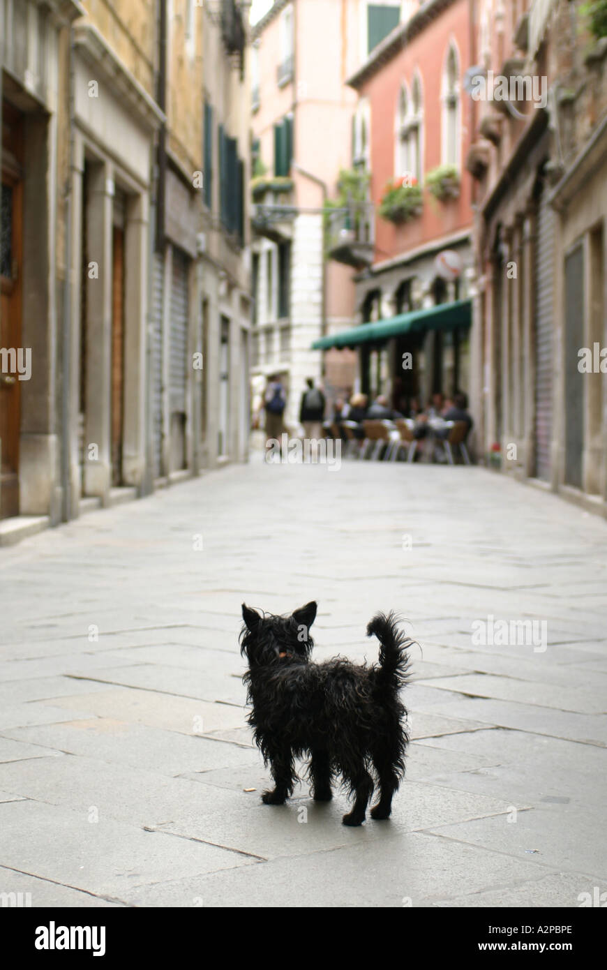 dog standing in alley Stock Photo - Alamy
