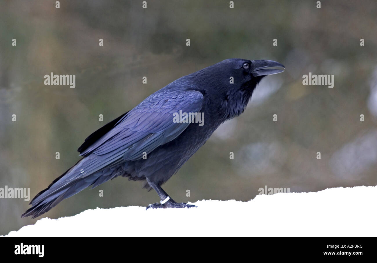 common raven (Corvus corax), Germany Stock Photo - Alamy
