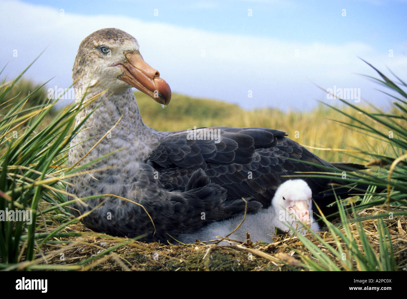 Northern giant petrel, giant petrel (Macronectes halli), with chick ...