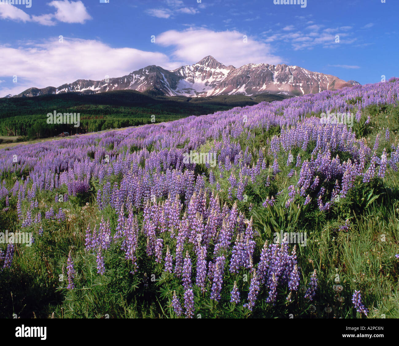 Lupine lupinus spec hi-res stock photography and images - Alamy