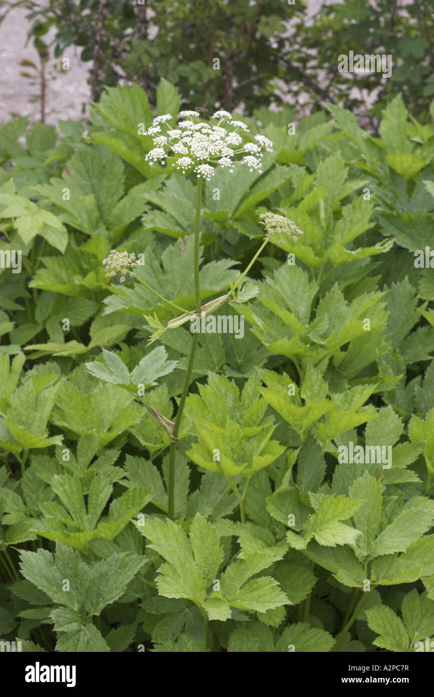 masterwort (Peucedanum ostruthium, Imperatoria ostruthium), blooming ...