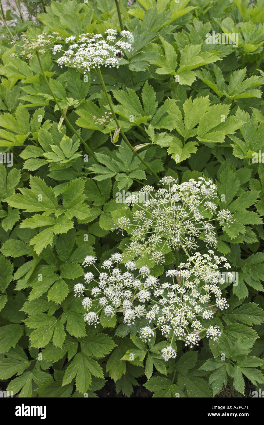 masterwort (Peucedanum ostruthium, Imperatoria ostruthium), blooming ...