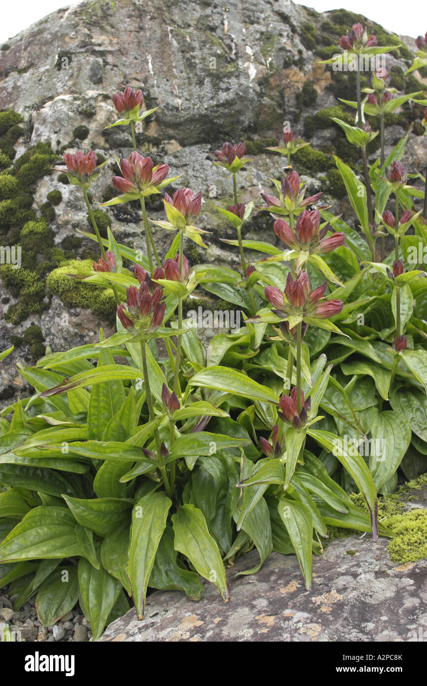 Gentian roots hi-res stock photography and images - Alamy