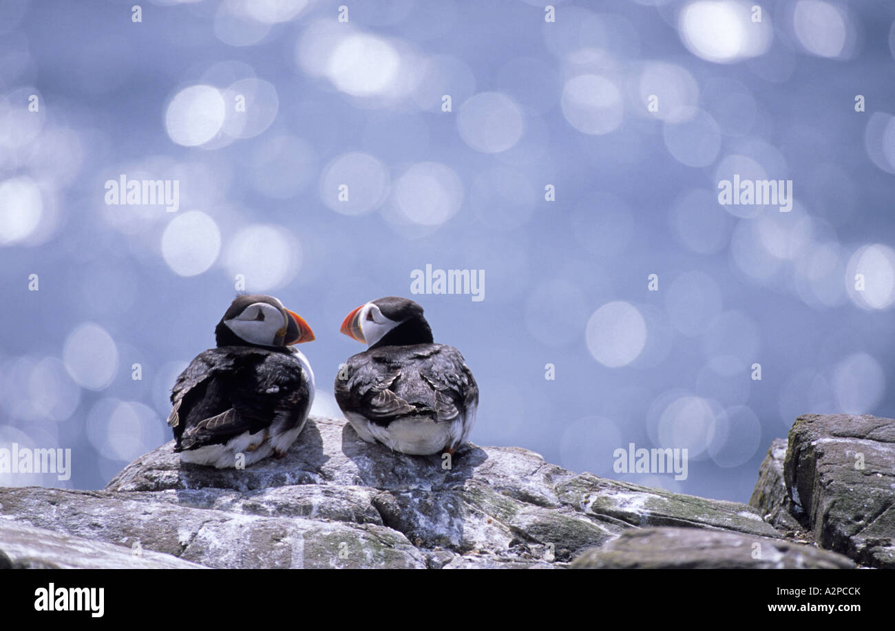Two puffins together hi-res stock photography and images - Alamy