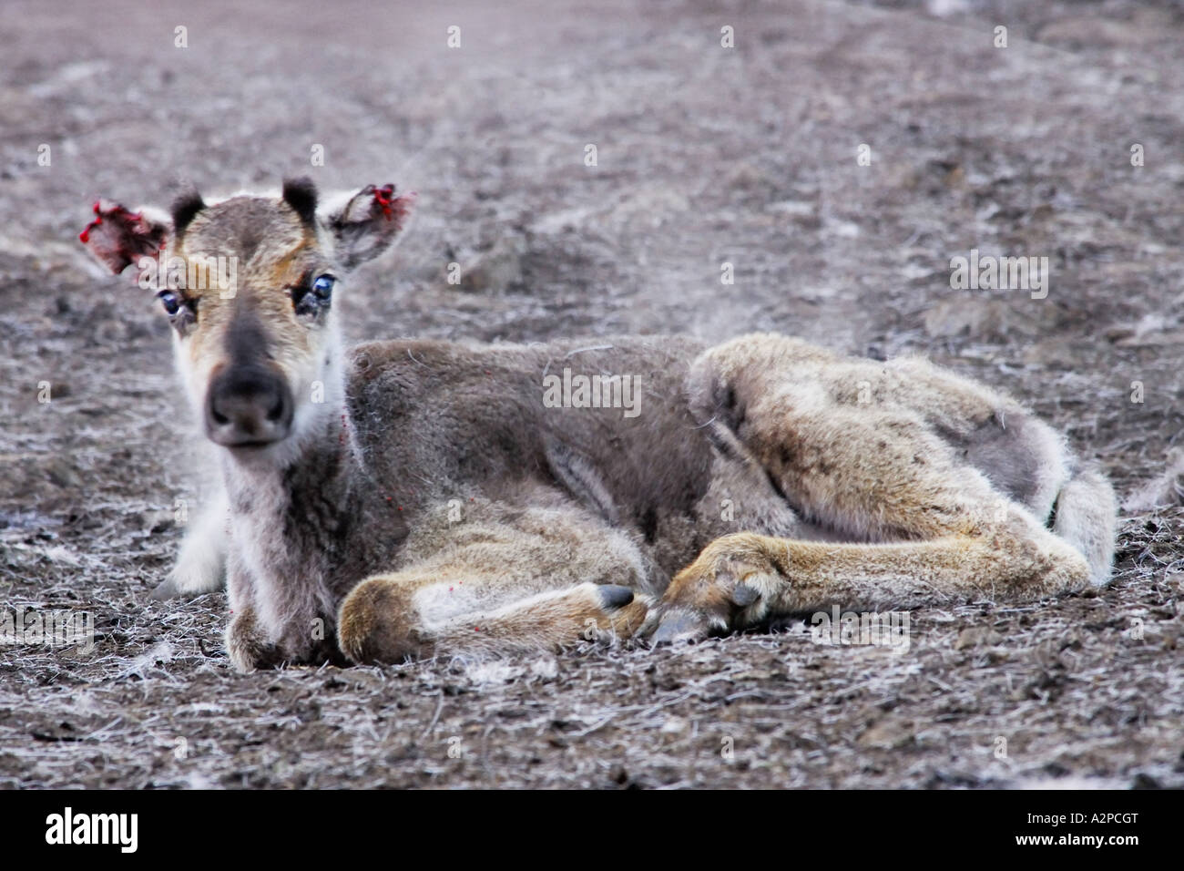 reindeer (Rangifer tarandus), young reindeer with bloody ears, Sweden ...