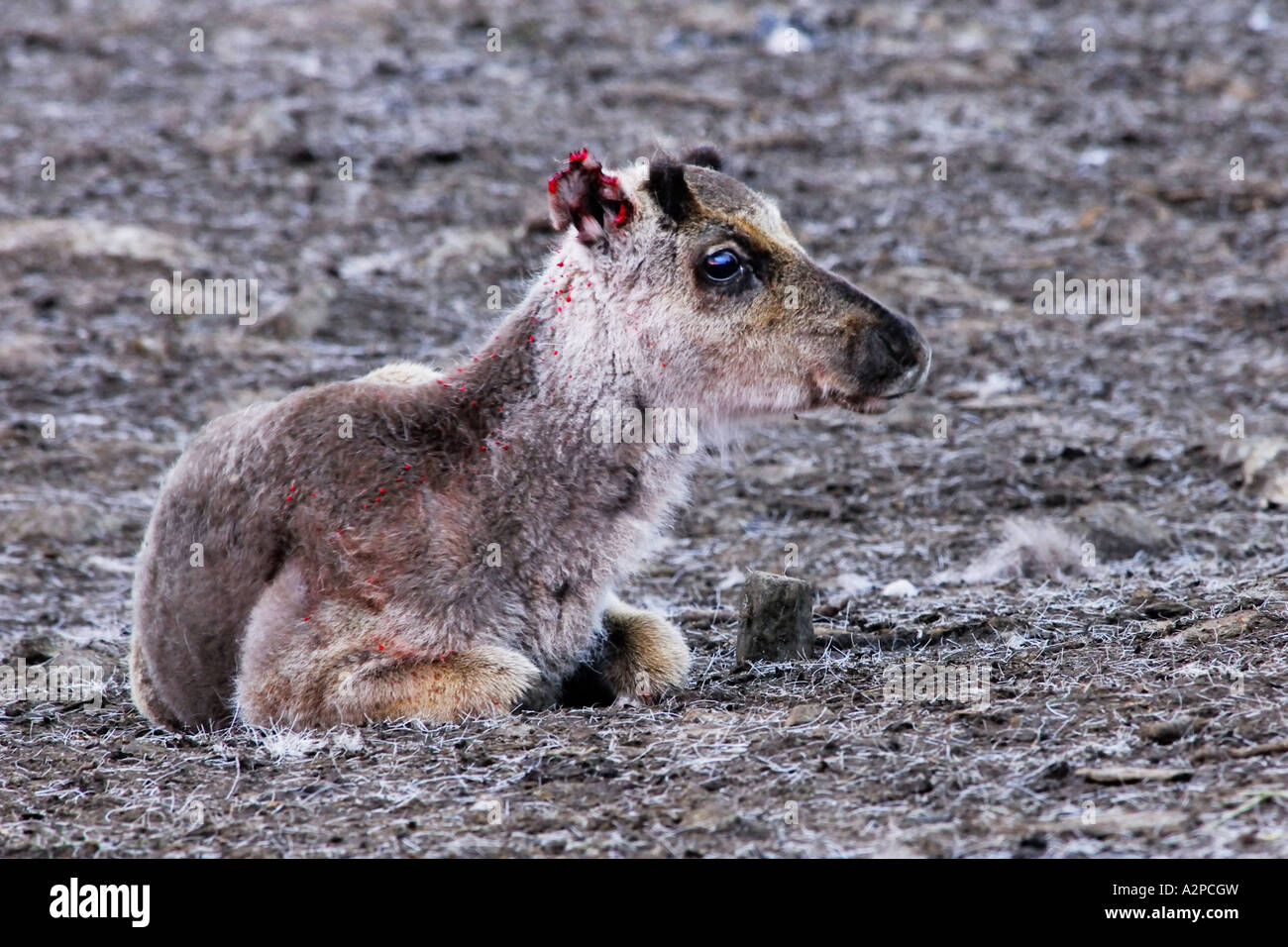 reindeer (Rangifer tarandus), young reindeer with bloody ears, Sweden ...