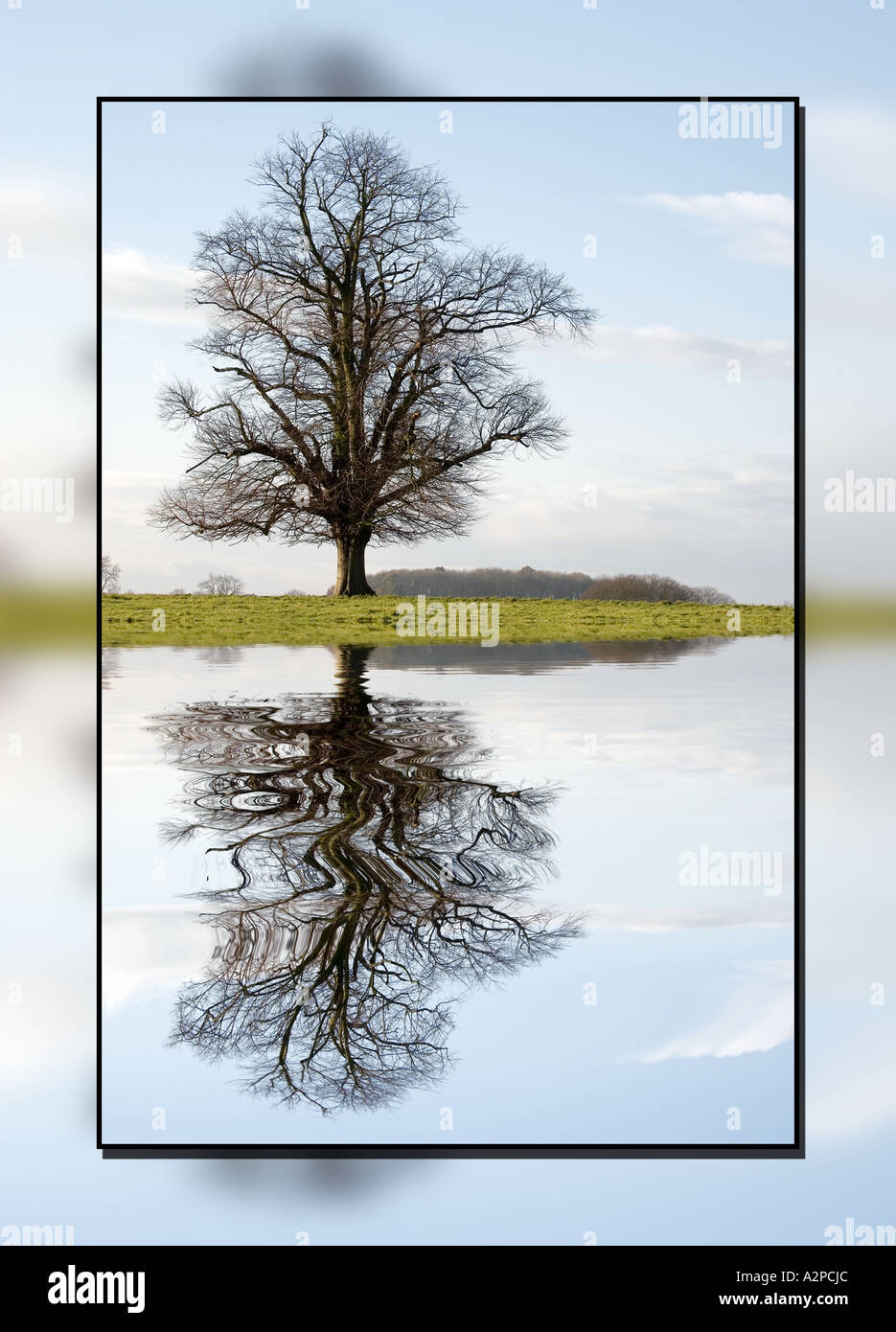 Winter Tree Art Stock Photo - Alamy