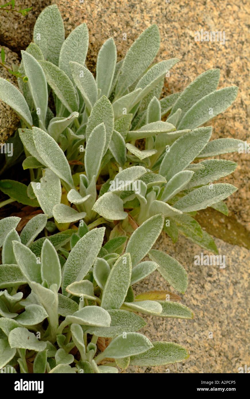 Lambs ear (Stachys spp) and rock in garden Stock Photo - Alamy