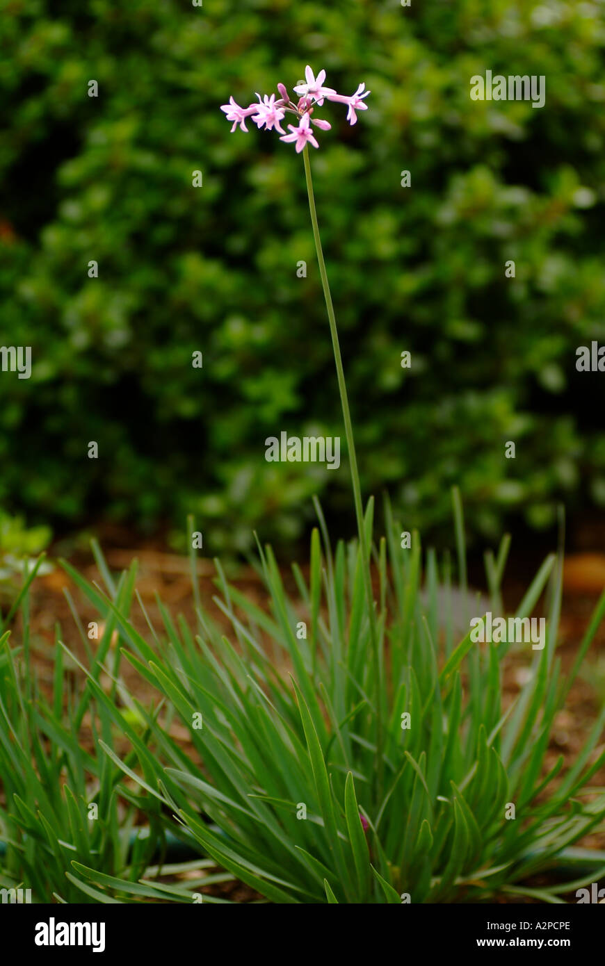 Long stem flowers hi-res stock photography and images - Alamy