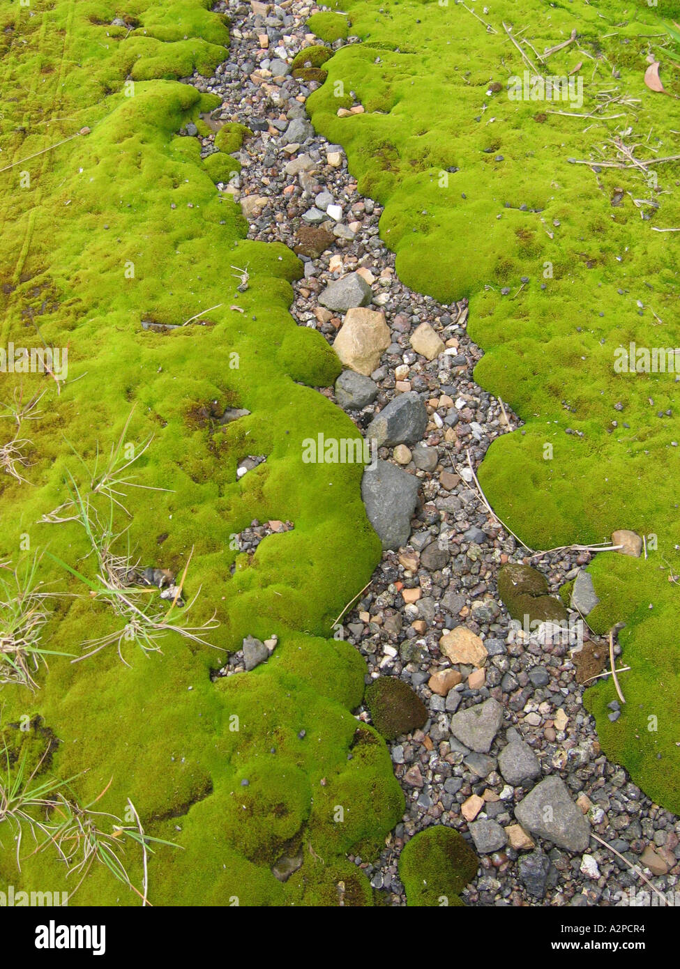 Moss and stones forming a path Stock Photo - Alamy