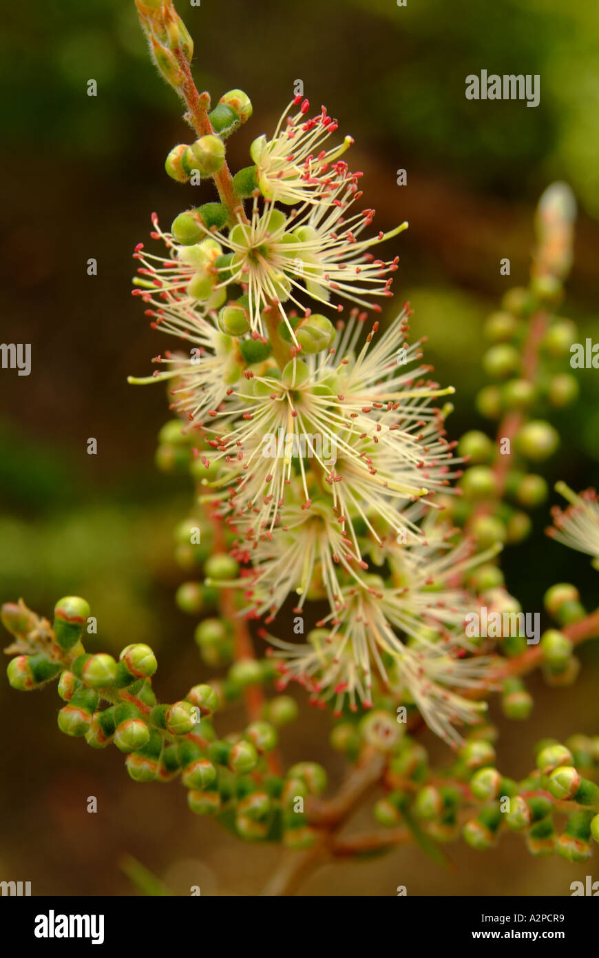 Yellow Bottlebrush (Callistemon sp) flower Stock Photo - Alamy