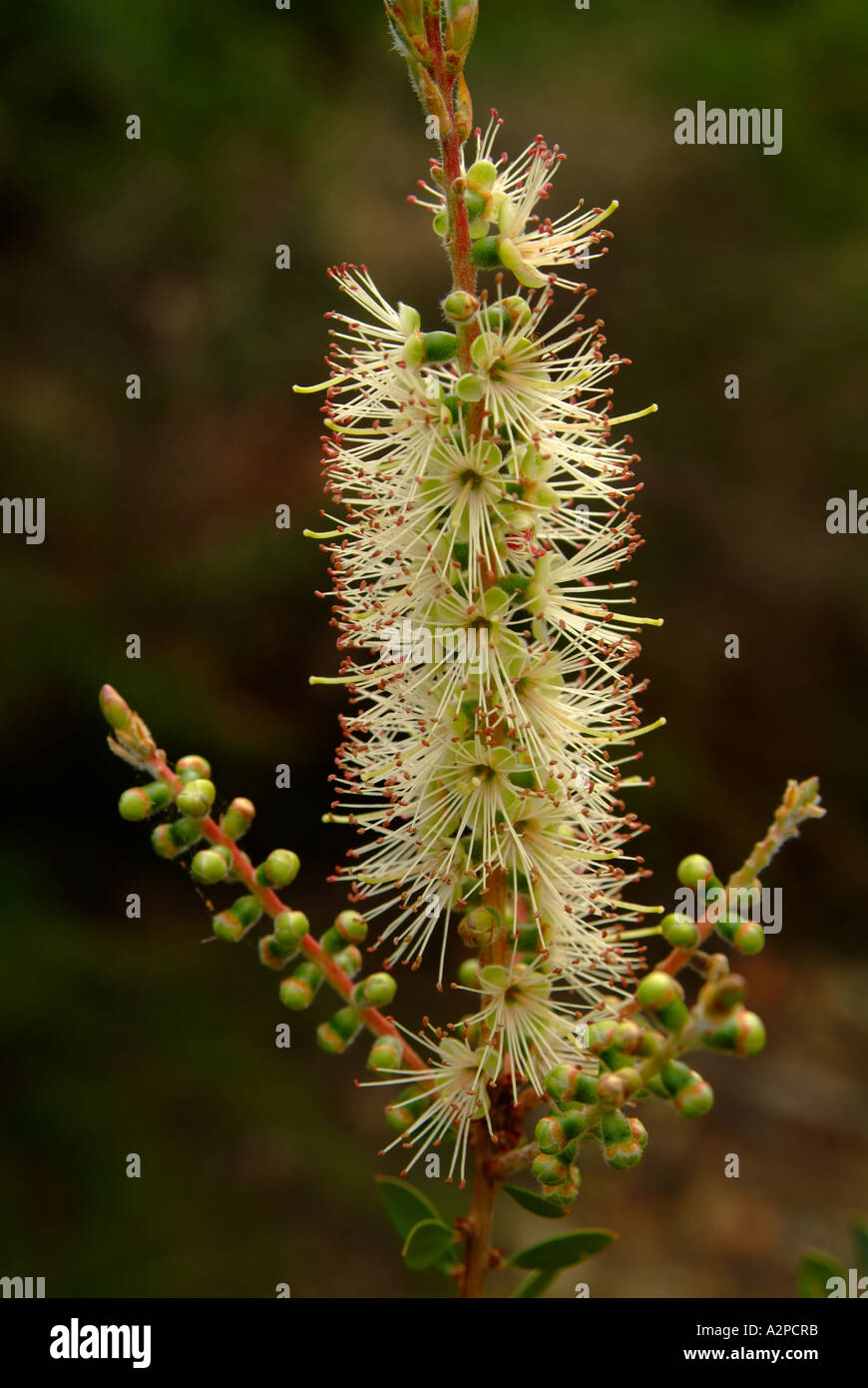 Yellow Bottlebrush (Callistemon sp) flower Stock Photo - Alamy