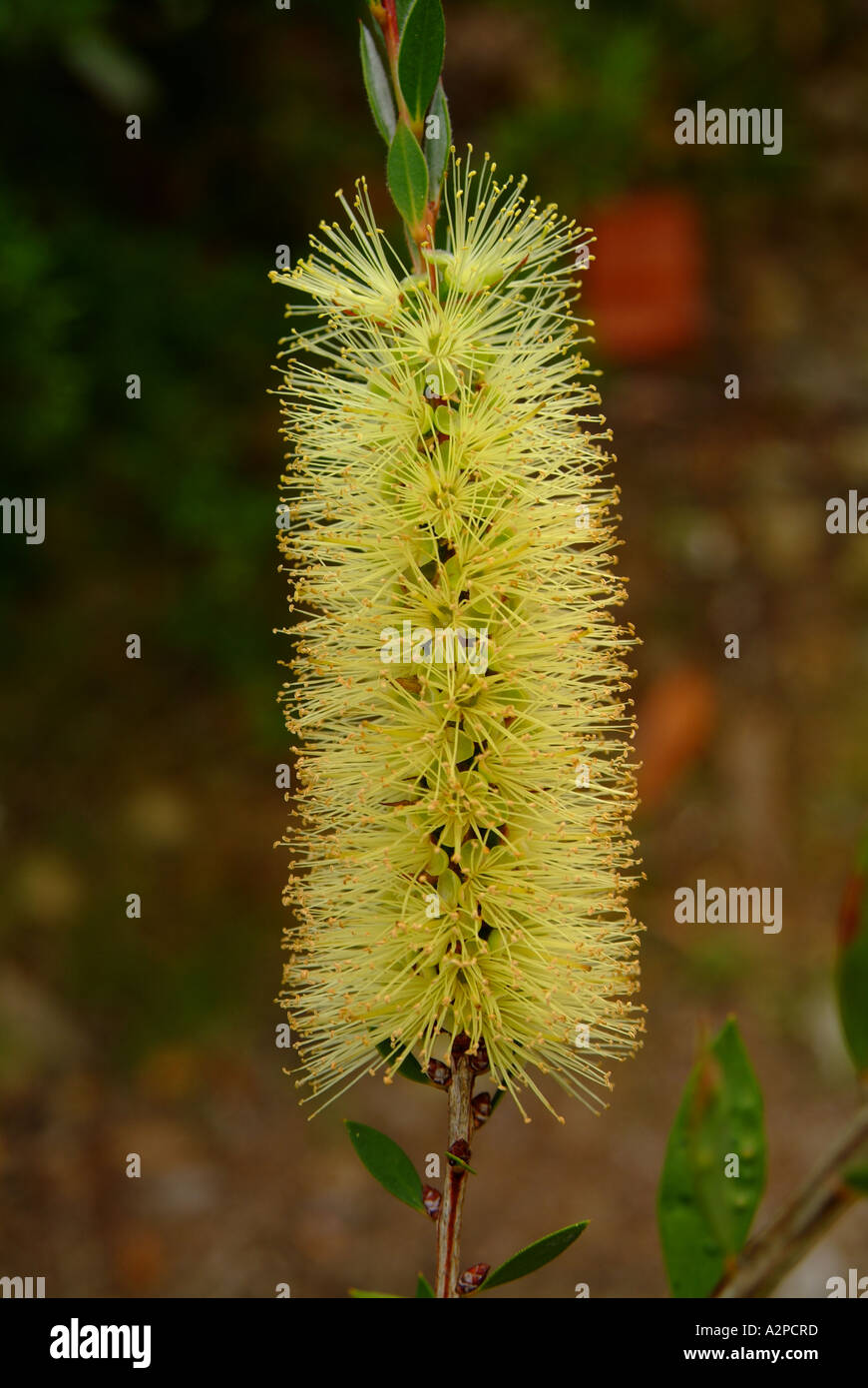 Bottlebrush callistemon sp hi-res stock photography and images - Alamy