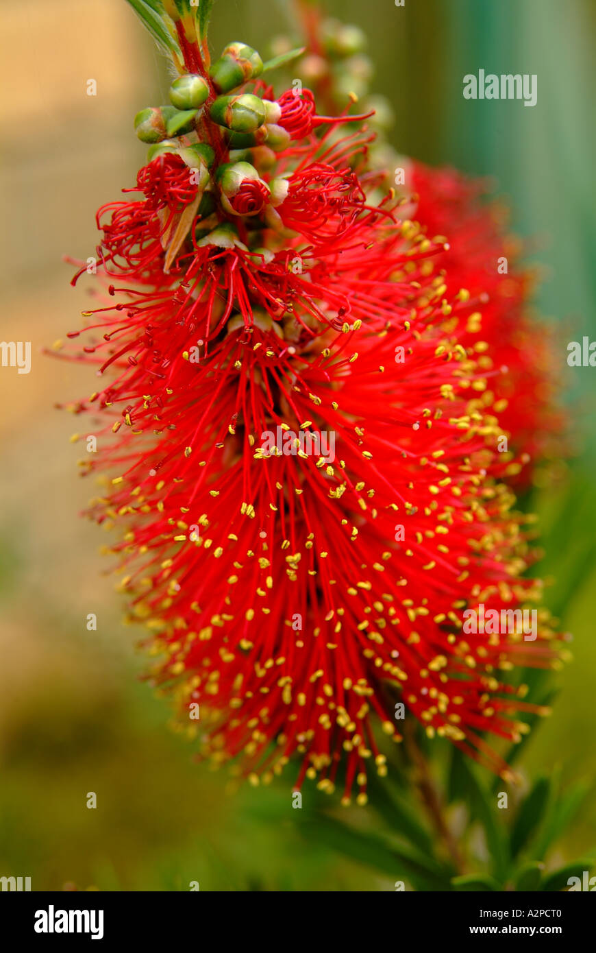 Red Bottlebrush (Callistemon sp) flower Stock Photo - Alamy