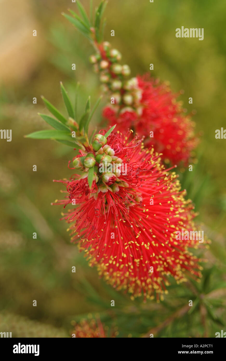 Red Bottlebrush (Callistemon sp) flower Stock Photo - Alamy