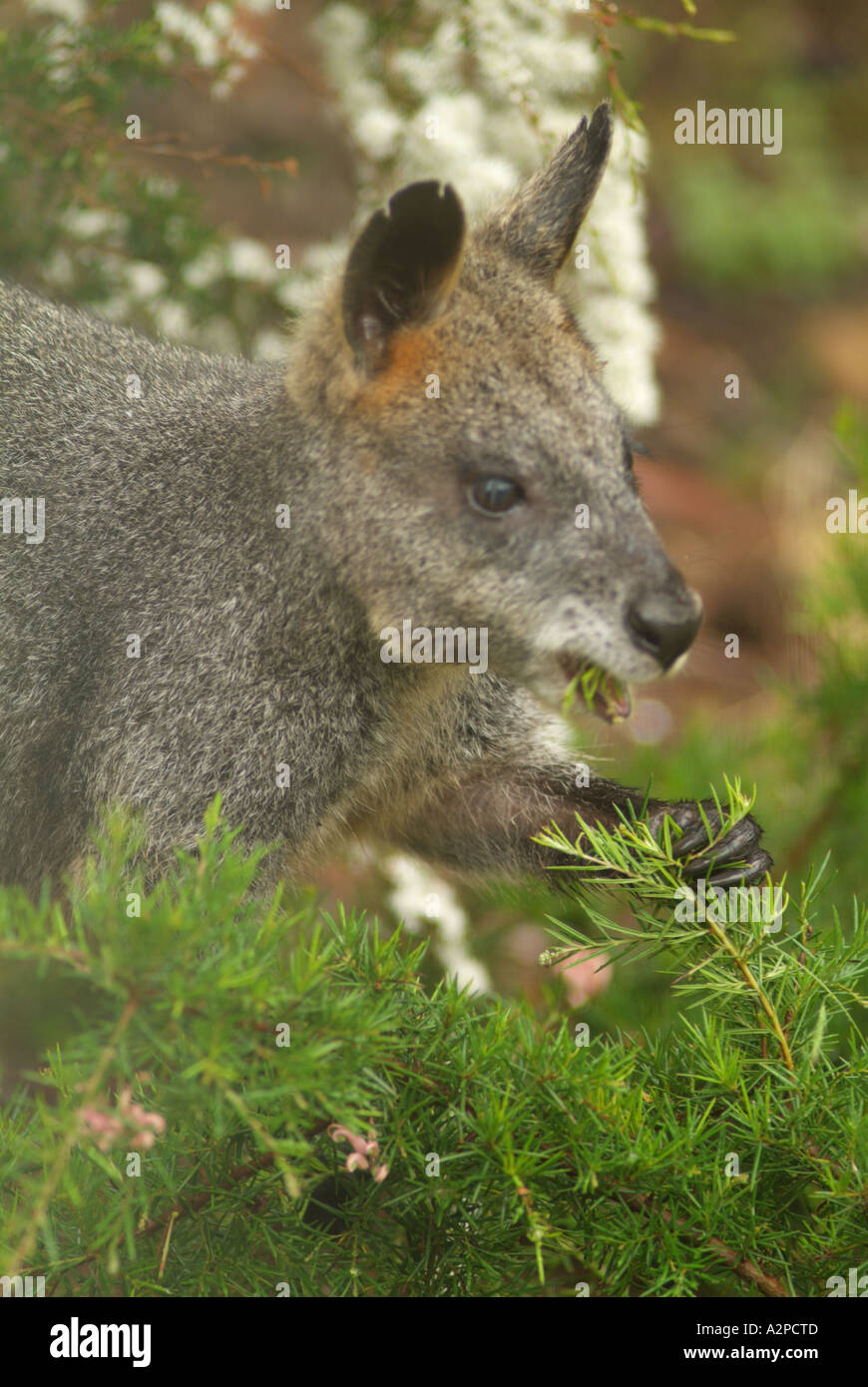 Swamp Wallaby (Wallabia bicolor) female eating Calistomon Stock Photo ...