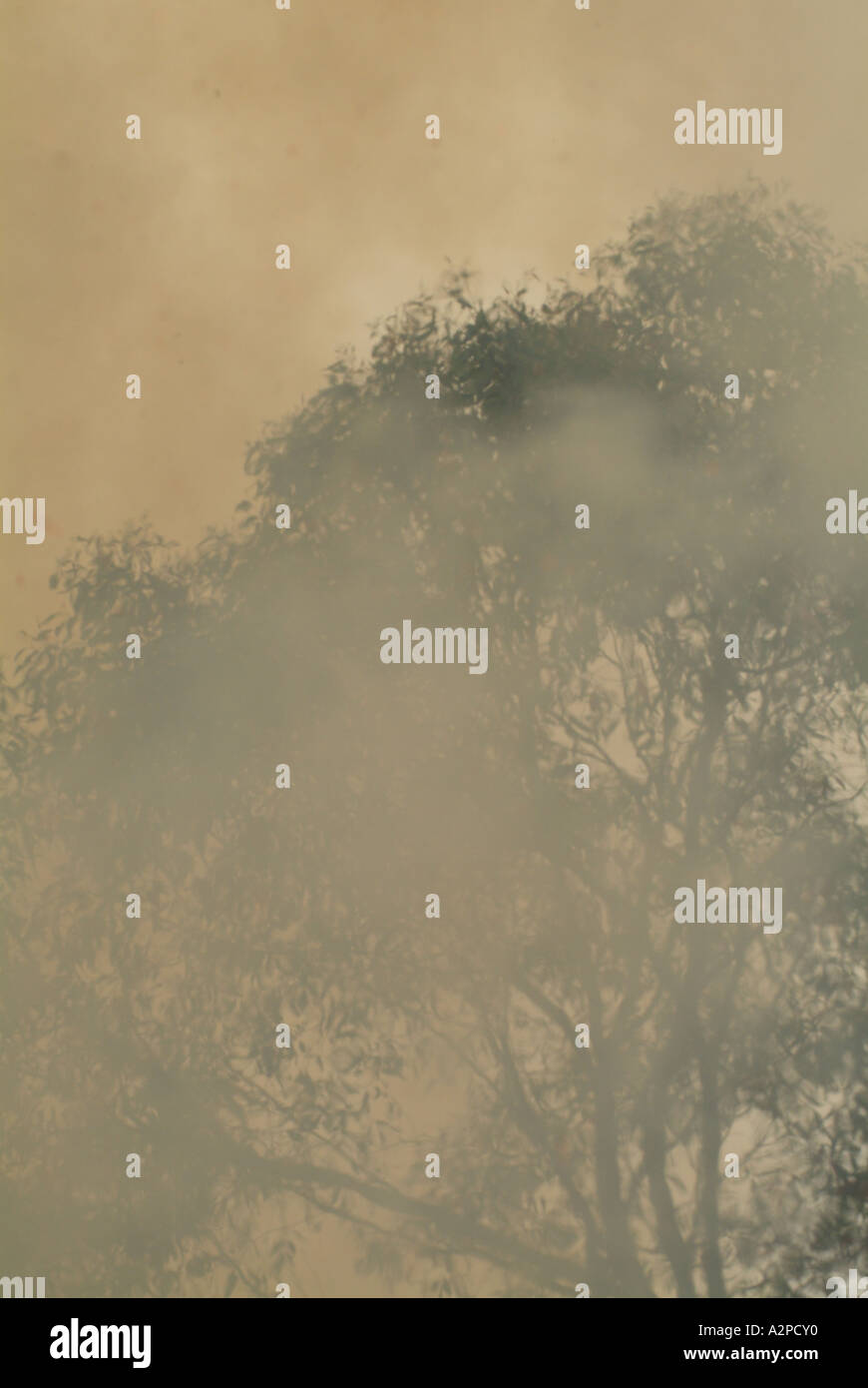 Smoke from campfire hi-res stock photography and images - Alamy