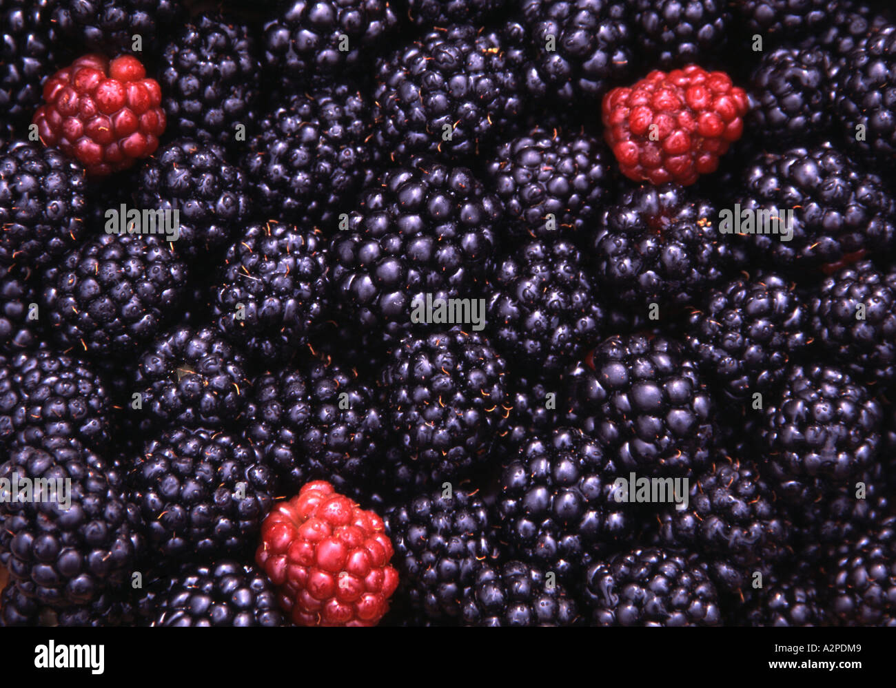 blackberries / bramble Stock Photo - Alamy