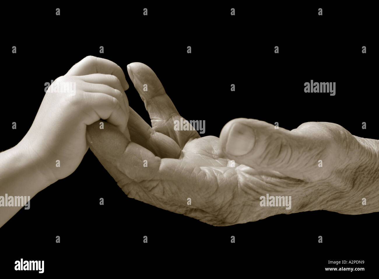 generations - baby hand holding adult hand Stock Photo - Alamy