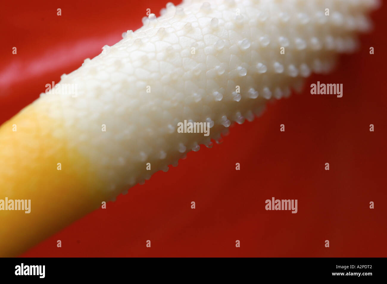 detail of flower Stock Photo - Alamy