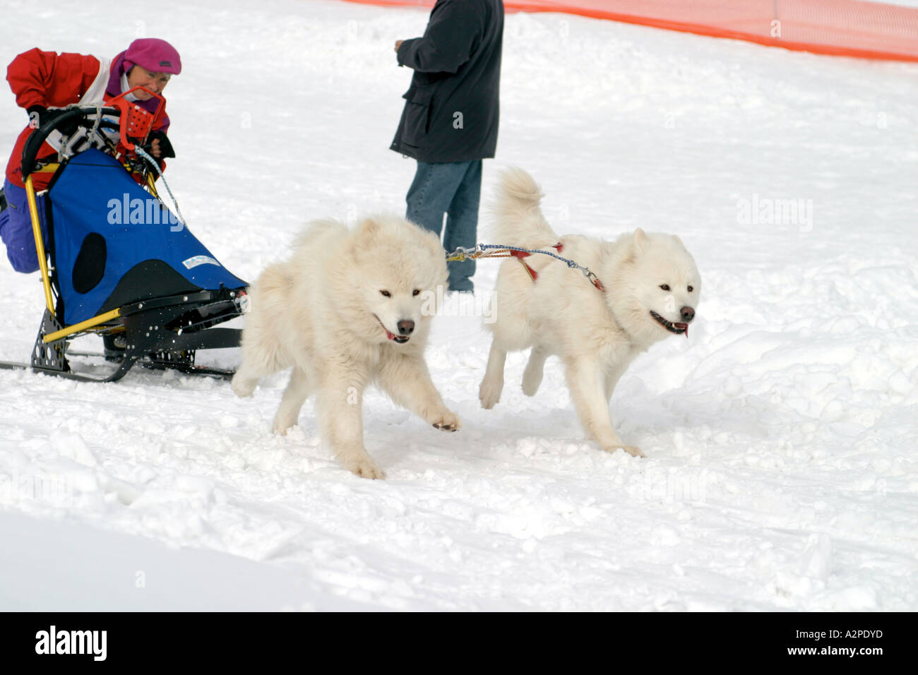 Animal sledge hi-res stock photography and images - Alamy