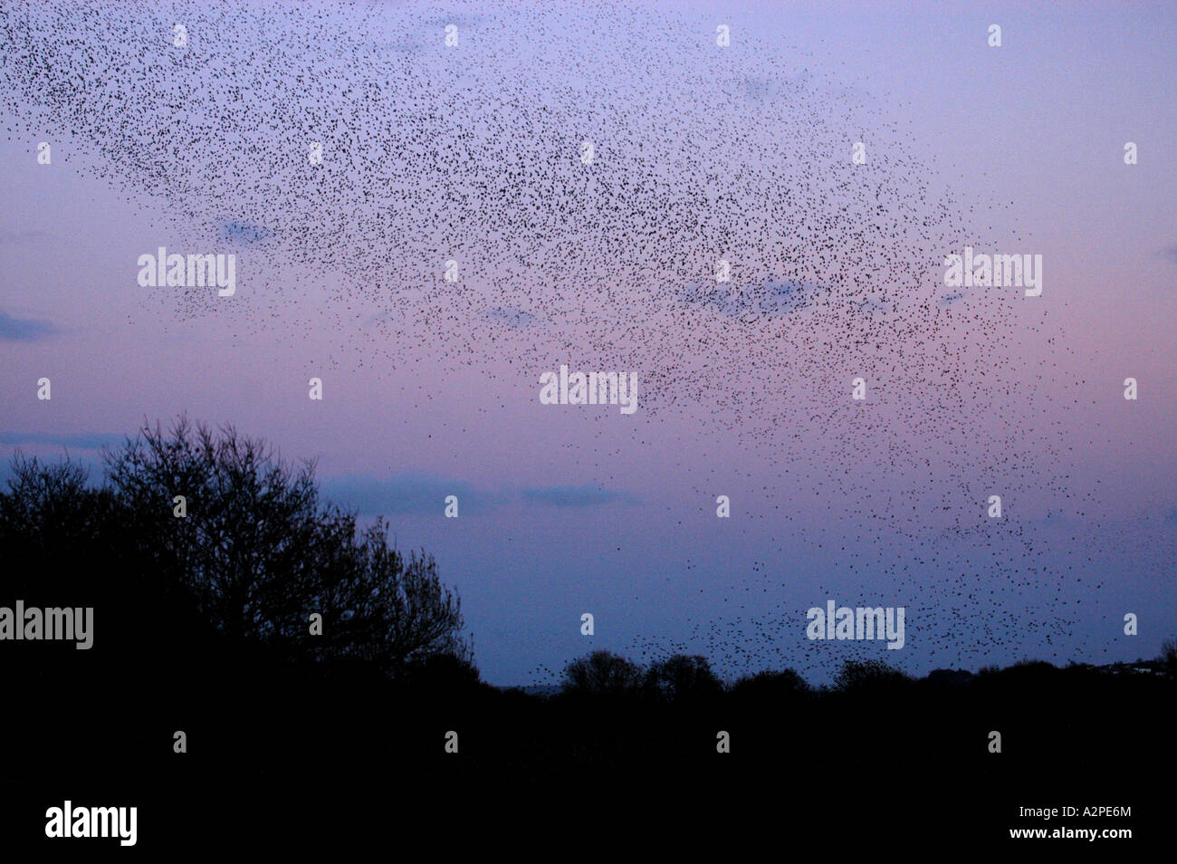Ham wall starling hi-res stock photography and images - Alamy