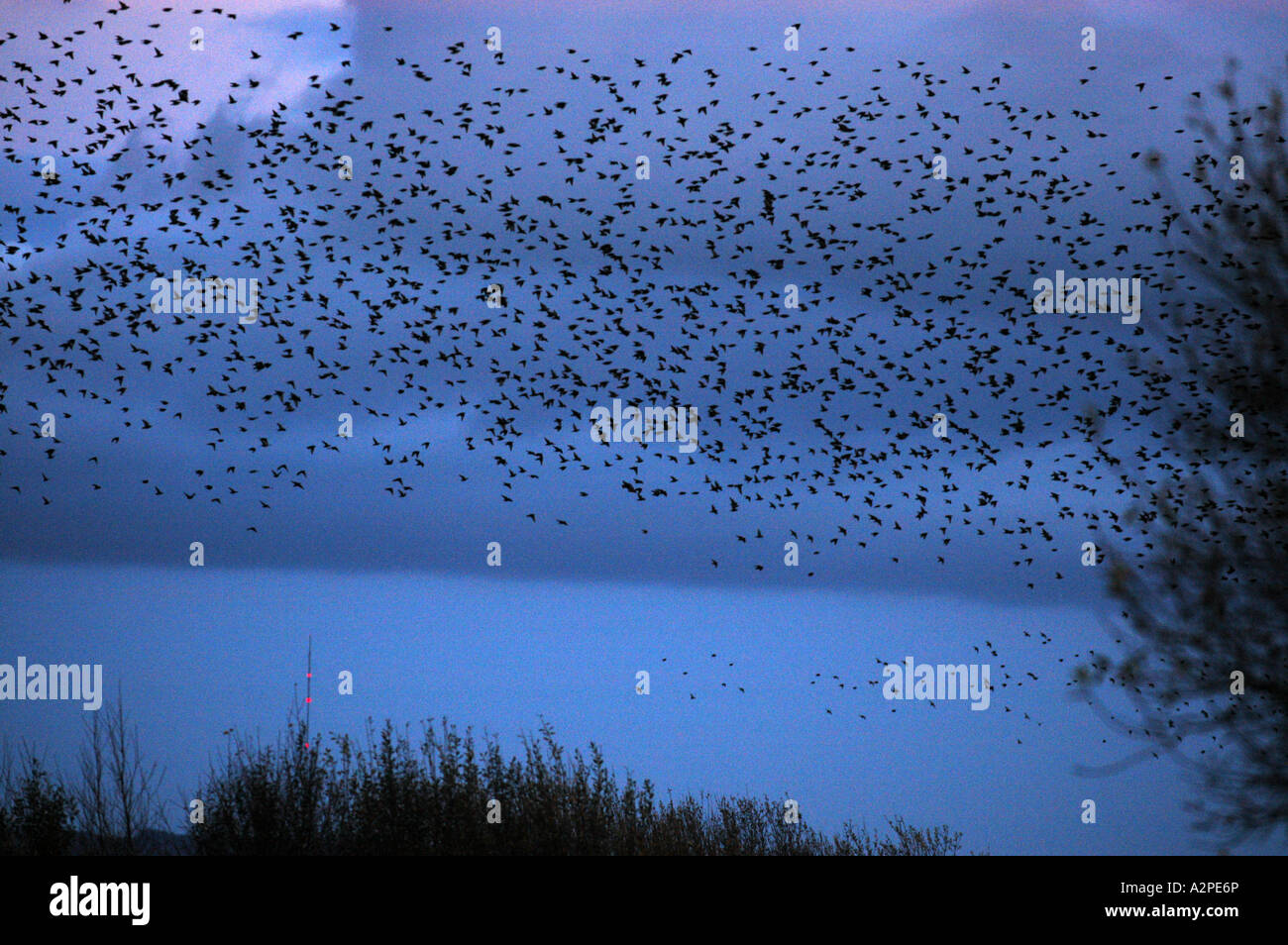 Ham wall starling hi-res stock photography and images - Alamy
