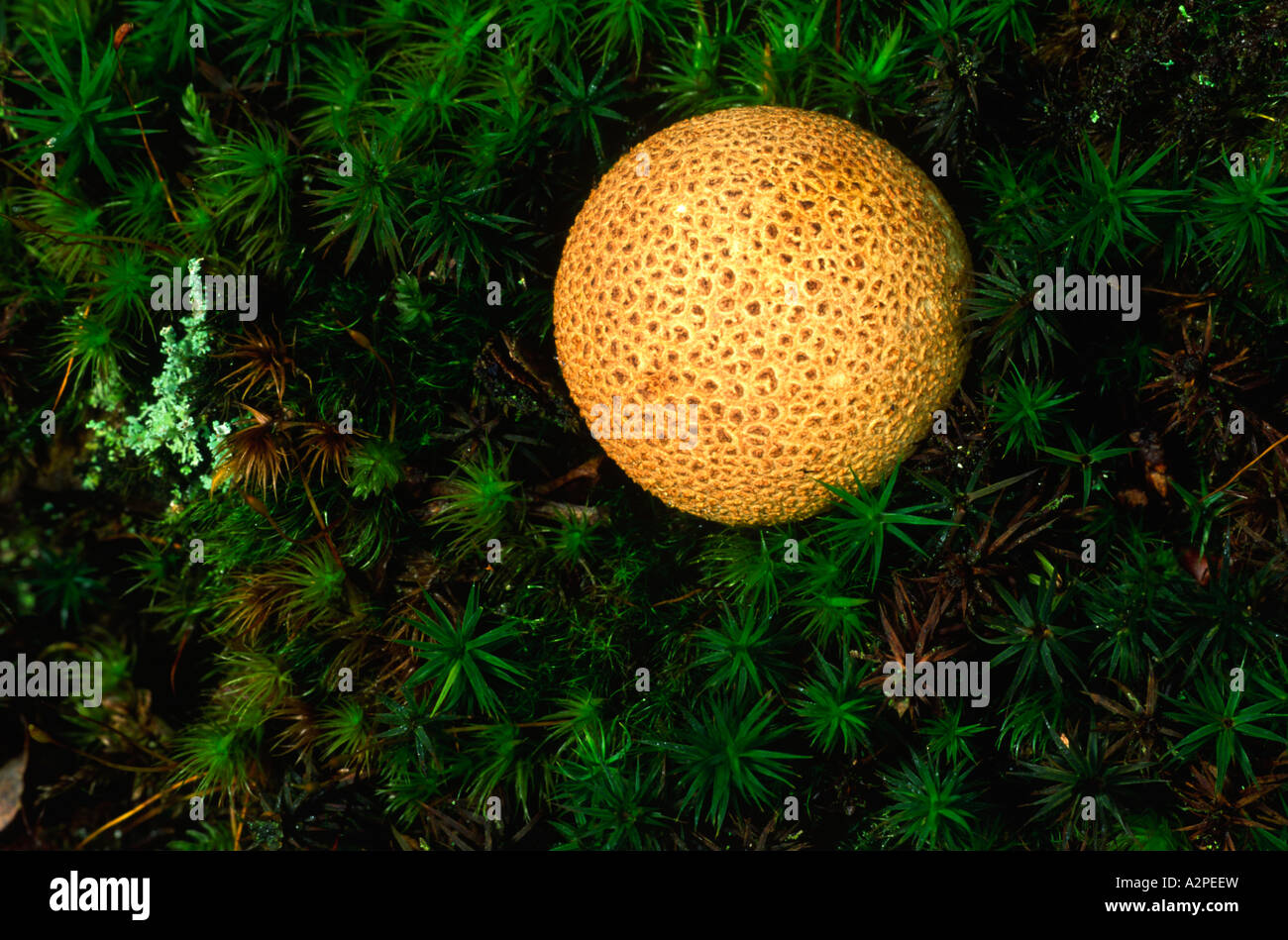 Common Earthball scleroderma citrinum Stock Photo - Alamy