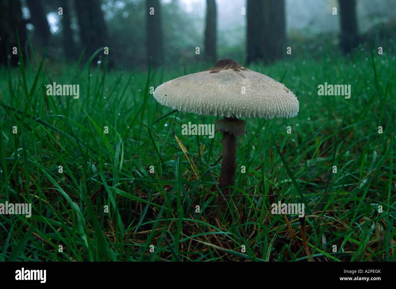 Lepiota cristata hi-res stock photography and images - Alamy